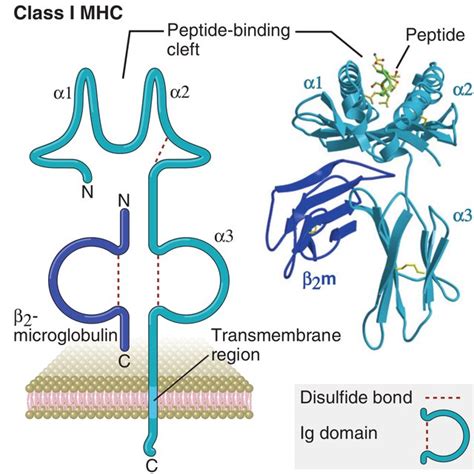 2 Scheme And 3d Structure Of Mhc Class I Left And Mhc Class Ii