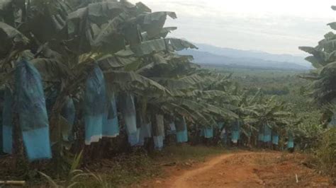 ကချင်ပြည်နယ်တွင်း ငှက်ပျောစိုက်ခင်းများ စစ်ဆေးကြပ်မတ်မည်