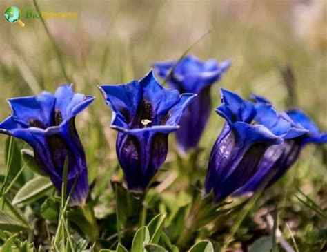 Order Gentianales Characteristics Gentian Flowers Bioexplorer