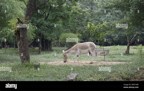 Beautiful Indian Wild Ass Also Known As Equus Hemionus Khur Onager