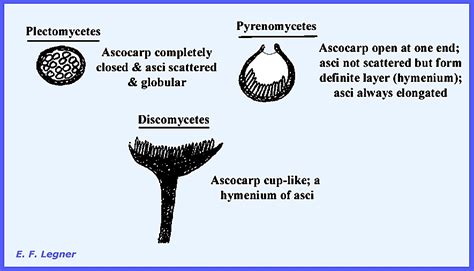 Ascocarp Labeled