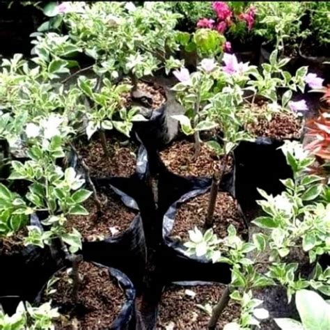 Jual Pohon Genvile Tanaman Hias Shopee Indonesia