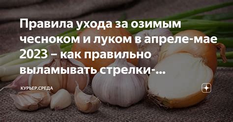 Правила ухода за озимым чесноком и луком в апреле мае 2023 как правильно выламывать стрелки