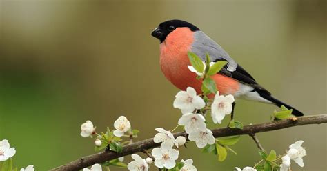 Eurasian Bullfinch Or Common Chaffinch How To Tell The Birdfact