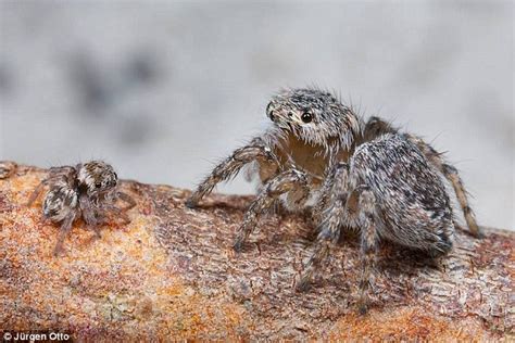 Meet Skeletorus And Sparklemuffin The Two New Species Of Spider Daily Mail Online