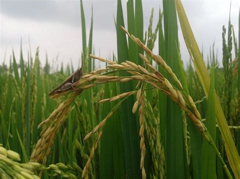 State Management In React Without Redux Mobx