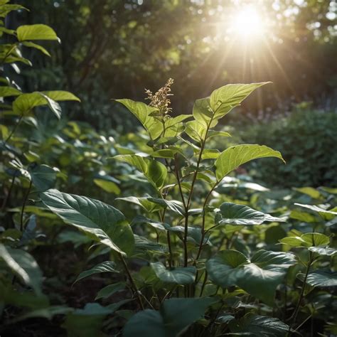 Top Weedkillers For Effective Knotweed Control