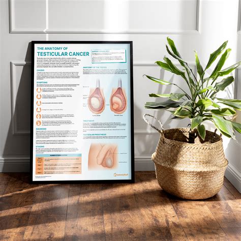 The Anatomy Of Testicular Cancer Chart Poster Anatomystuff
