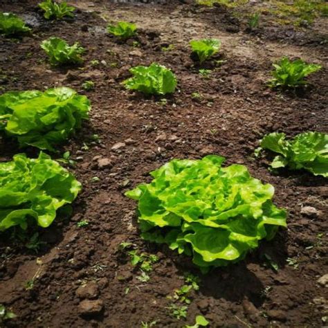 Lettuce Detection Object Detection Dataset And Pre Trained Model By Parasathesis