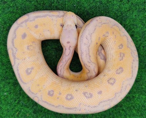 Ball Python Red Stripe Banana Cinamon Clown Rodent Kingdom Malta