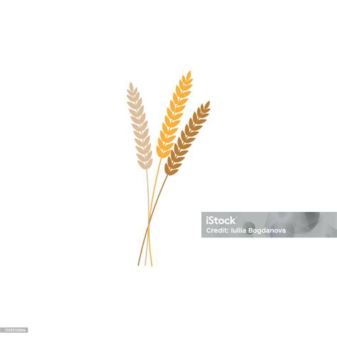 Vektör Illustration Buğday Çavdar Veya Arpa Kulaklar Tüm Tahıl Siyah Siluet Simge Beyaz Arka