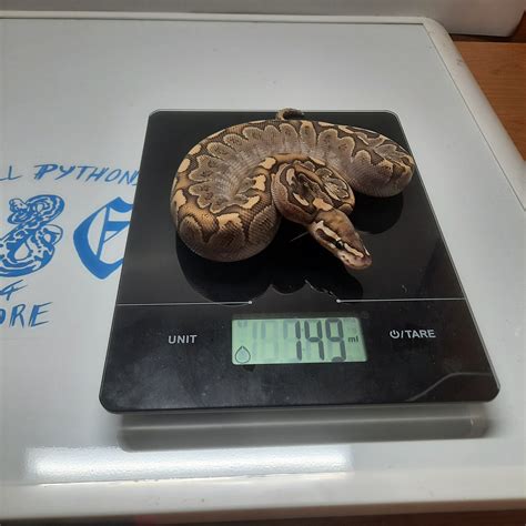 Bamboo Ball Python By Aande Ball Pythons And More Morphmarket