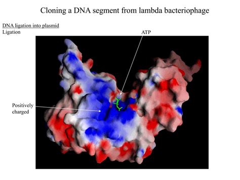 PPT Cloning A DNA Segment From Lambda Bacteriophage PowerPoint Presentation ID