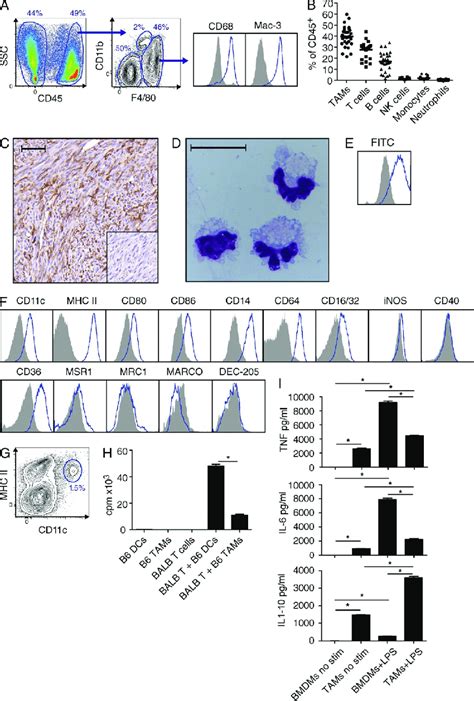 Mouse Gist Tams Are Inflammatory A Gist Tumors From Untreated Mice