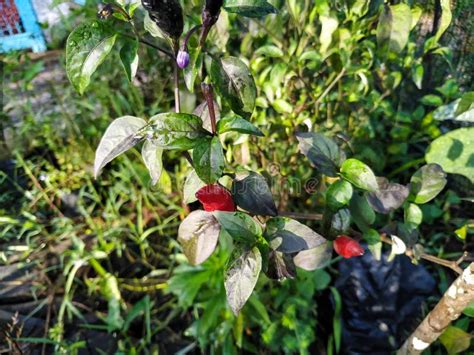 Vibrant Red Fruits Of The Chili Pepper Plant Stock Image Image Of