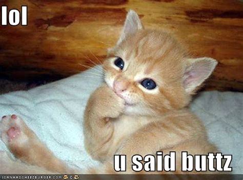 Funny Pictures Kitten Likes Stupid Jokes Icanhascheezburge Flickr