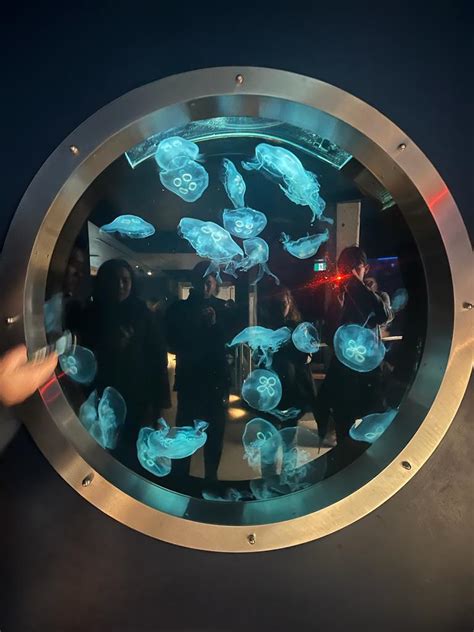 Elvis Joas User Page CSE GitHub Pages