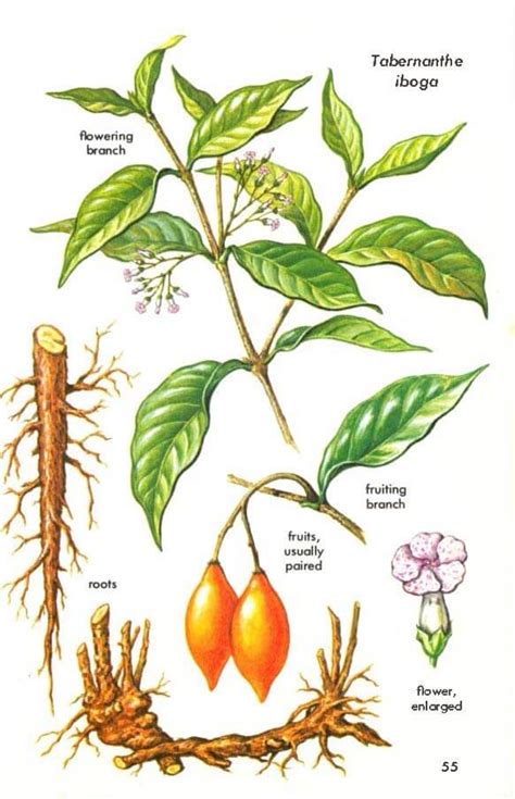 Iboga Un Tesoro Medicinal Por Descubrir