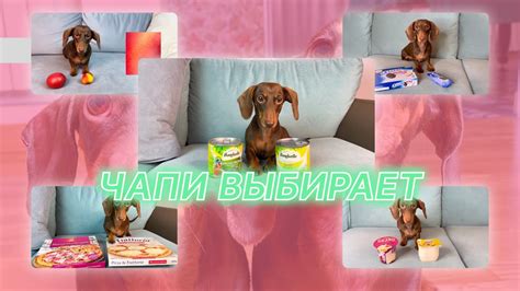 ЧАПИТОСИКИ ВЫБИРАЮТ - YouTube