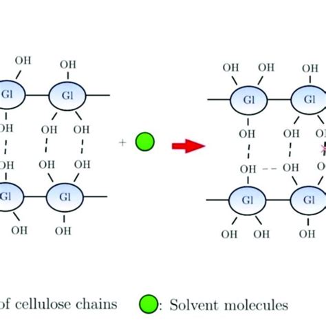 Schematic Of Cellulose Dissolution Download Scientific Diagram