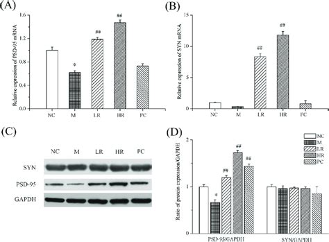 Effects Of Rsh On The Mrna Levels Of A Psd 95 And B Syn C