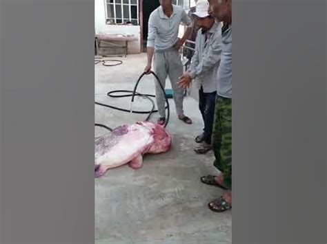 ЛАКАИ 102 КГ - YouTube