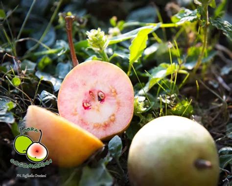 Confettura Di Pera Cocomerina Avoja Food Box