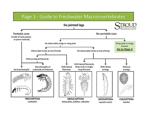 Pin On Entomology