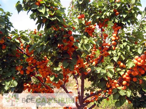 Цена на Абрикос Чемпион Севера - купить саженцы