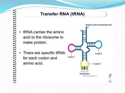 Various Types Rna Pptx Biological Sciences Science