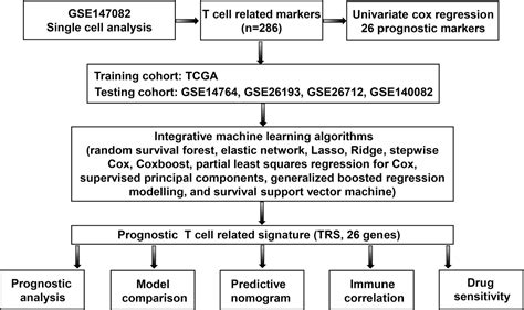 Figure 3 From Machine Learning Constructs A T Cell Related Signature For Predicting Prognosis