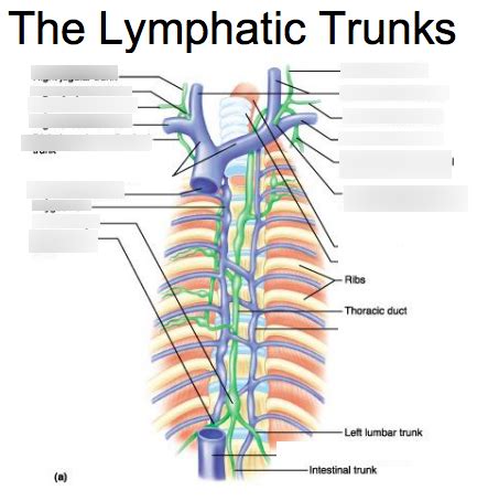 Lymph Trunk