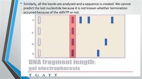 Dna Sequencing By Dideoxy Method Pptx