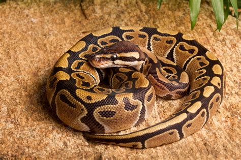 ball python python regius coiled on rock stock image c033 9566