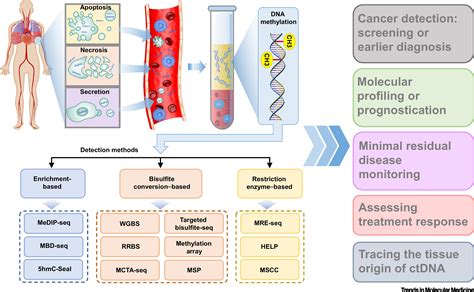 Liquid Biopsy Of Methylation Biomarkers In Cell Free DNA Trends In