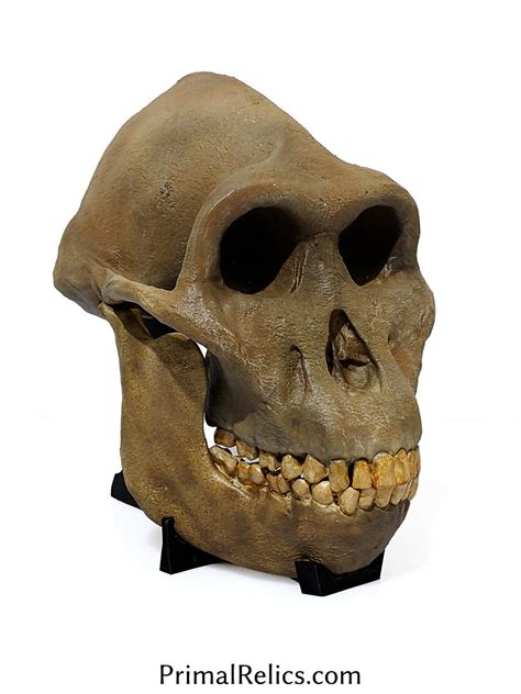 Australopithecus Anamensis Skull Forma Fossilis