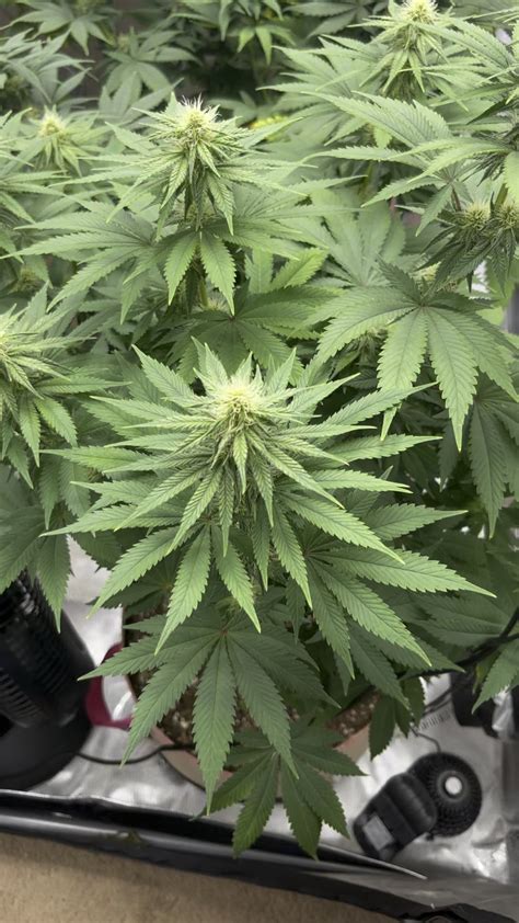 Day 33f W 5 Diff Strains Starting To See Some Tip Burn And One Is