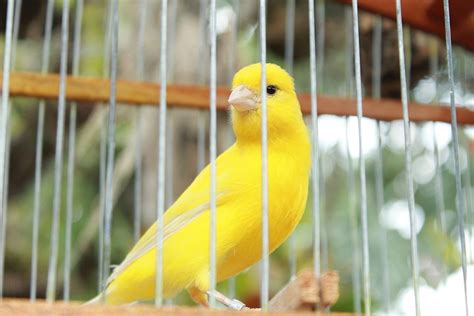 canary releases with apache apisix by nicolas fränkel apache apisix