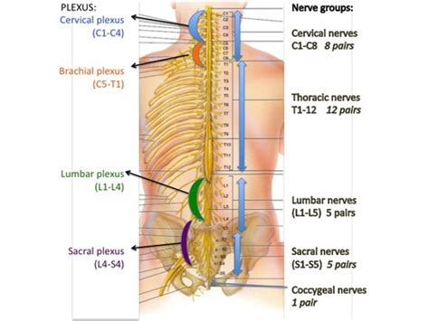 Spinal Cord Nerves Plexus Flashcards Quizlet