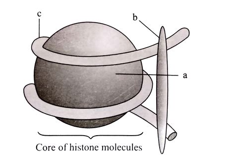 Section A Topicwise Questions Topic Human Genome Project Salient Features Of Human Genome