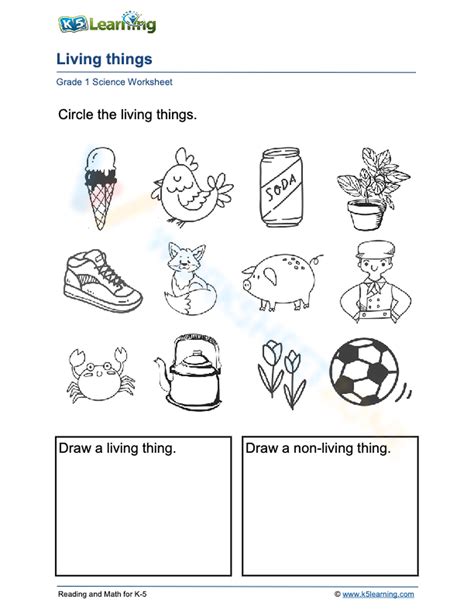 Cell Cycle Coloring Worksheet