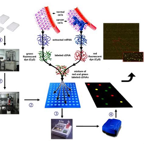 Principle Of Commercial Affymetrix Genechip Microarrays A