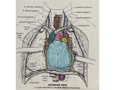 Structures Of Mediastinum Quiz