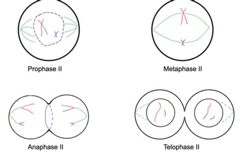 Cell Cycle Meiosis And Mitosis Flashcards Quizlet