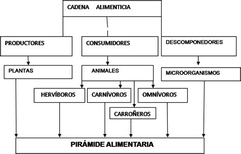 Mapa Conceptual De Una Cadena Alimenticia Tesmapa 3
