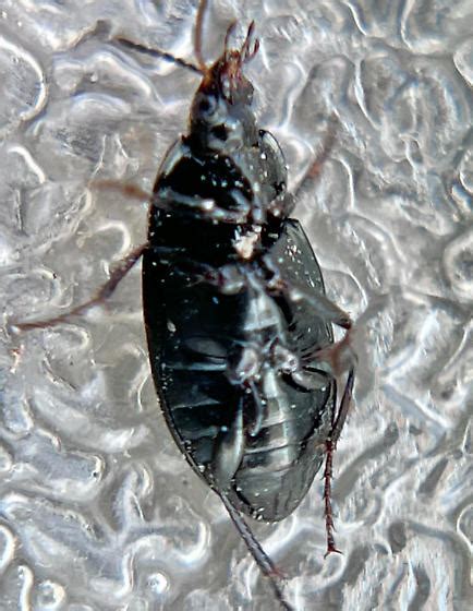 Amara Sp Amara Bugguide Net