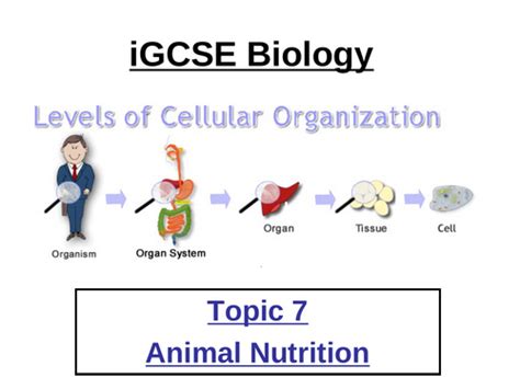 Cie Igcse Biology 0970 9 1 Topic 7 Human Nutrition Ppt And Worksheets Teaching Resources