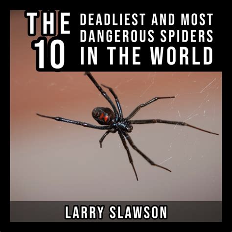 Top 10 Most Poisonous Spiders
