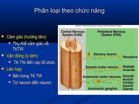 Gi I Ph U D N Truy N Th N Kinh Ppt