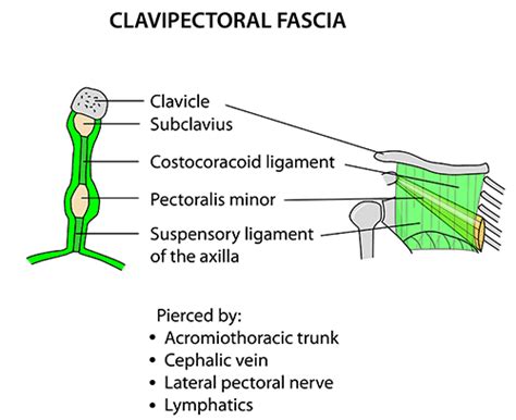 Clavipectoral Fascia